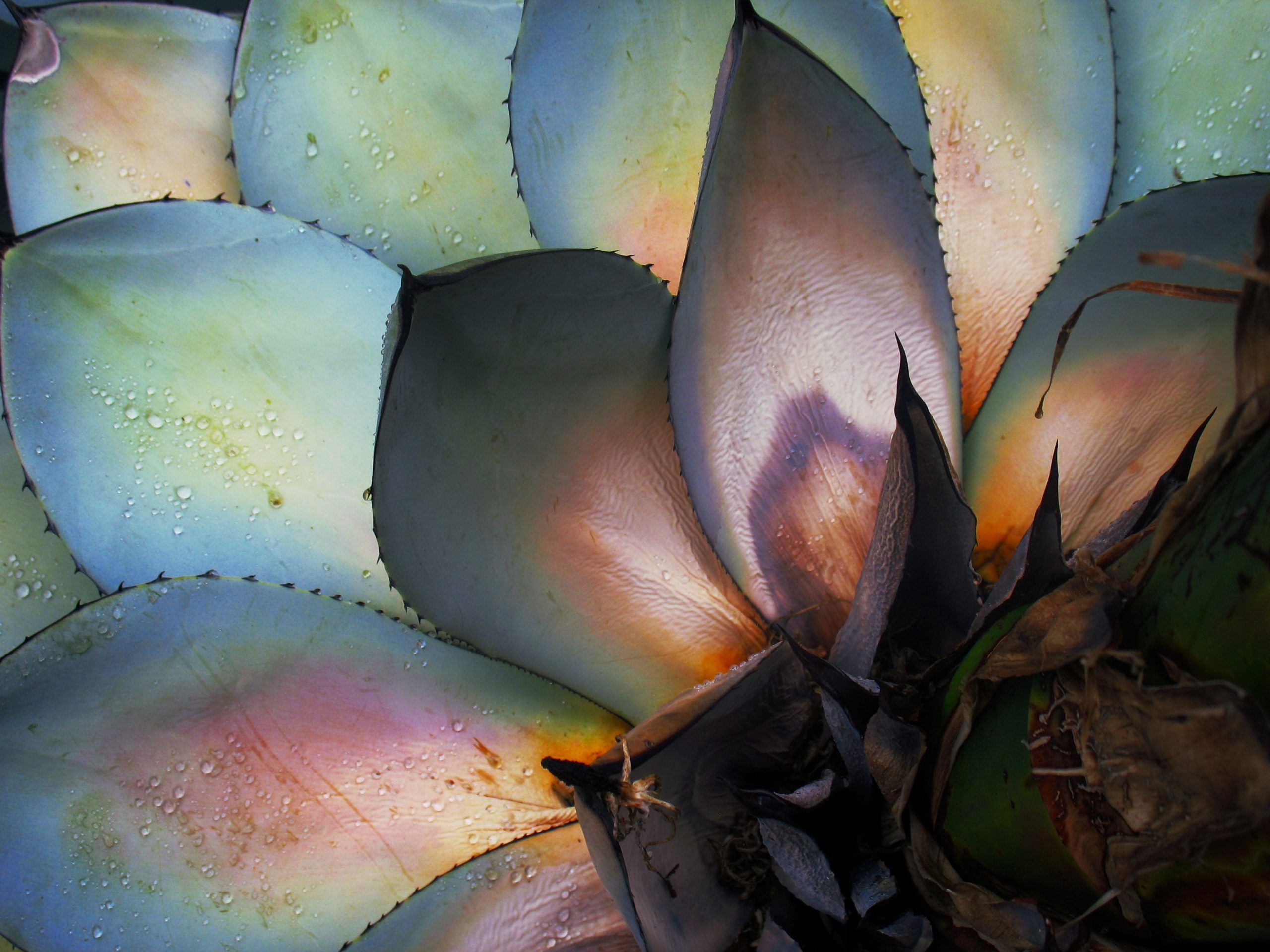 Blue Agave Cantina l Authentic Mexican Food Experience